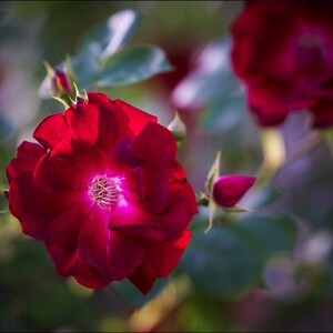 Wild Red Rose Flower - Color Photo Print - Fine Art Nature Photography ...