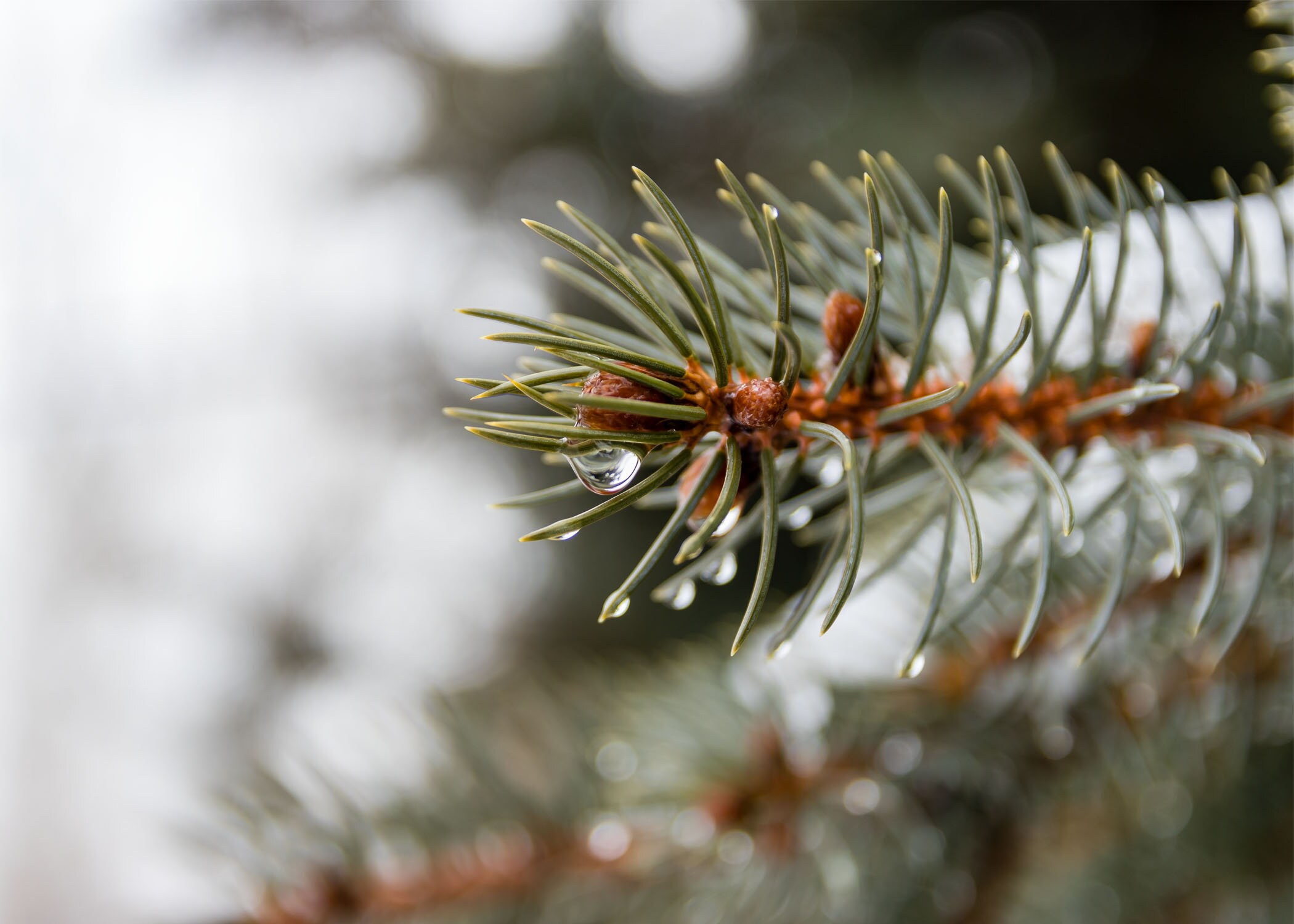 Pine Bough Water Droplet Printable Wall Art, Pine Tree With Water ...