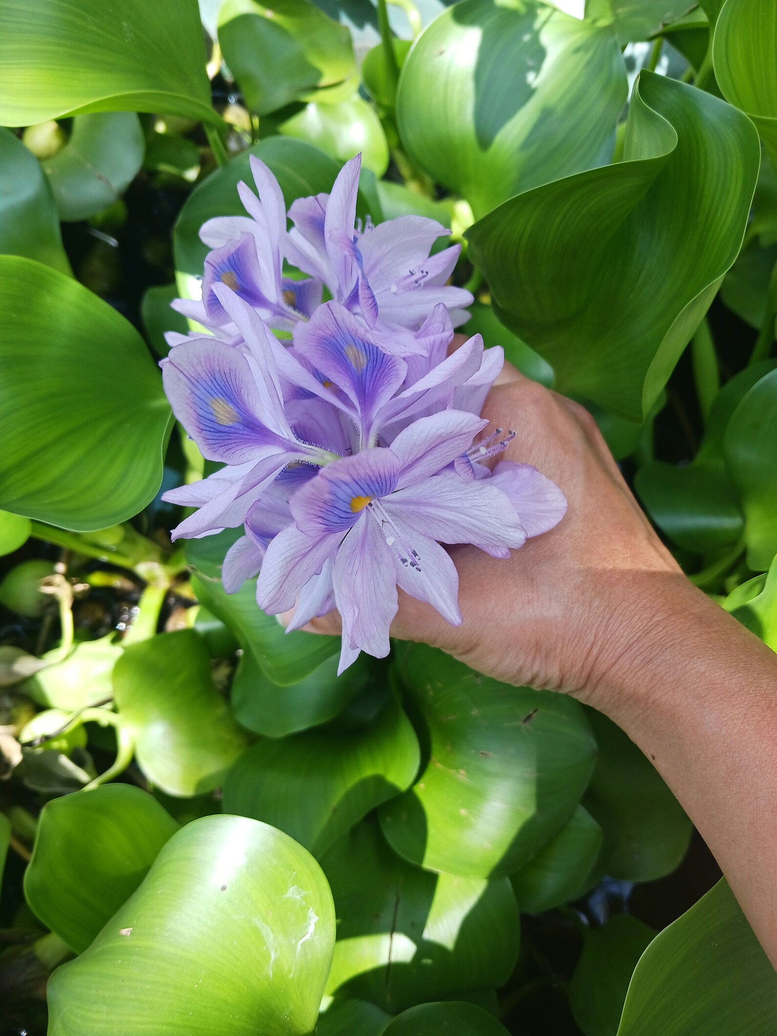 Water Hyacinths Floating Water Garden Plants 1 Large Plant Buy 2 Get ...