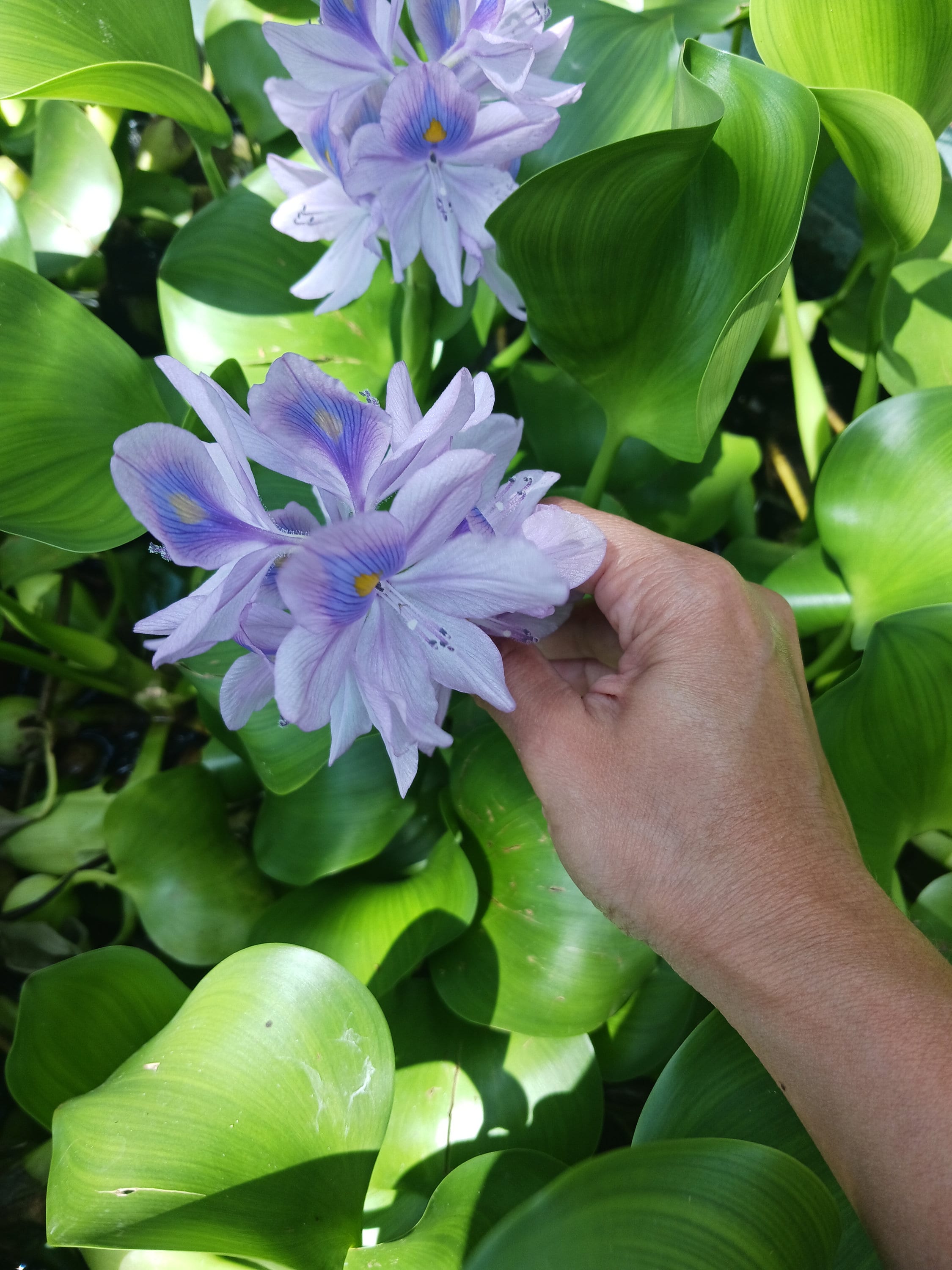 Water Hyacinths Floating Water Garden Plants 1 Large Plant Buy 2 Get ...