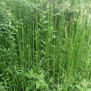 10 Stalksof 12" HORSETAIL Reed Plant Evergreen Perennial Deer Resistant ...