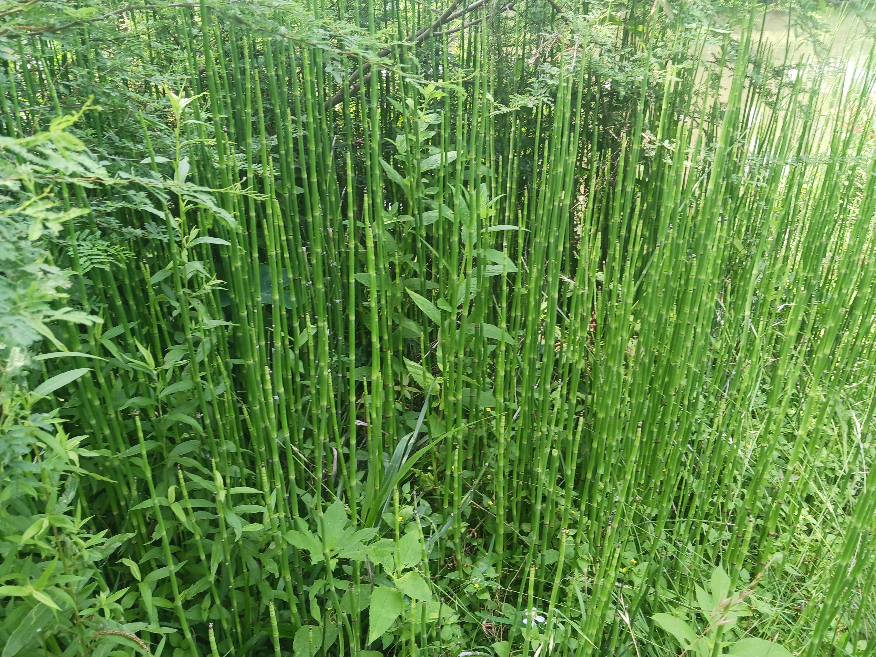 20 Stalks of 12" HORSETAIL Reed Plant Wholesale Price Evergreen ...