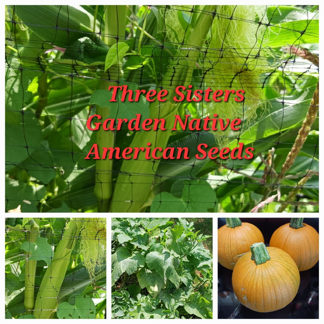 Three Sisters Native American Heirloom Seeds-companion Technique- Corn ...