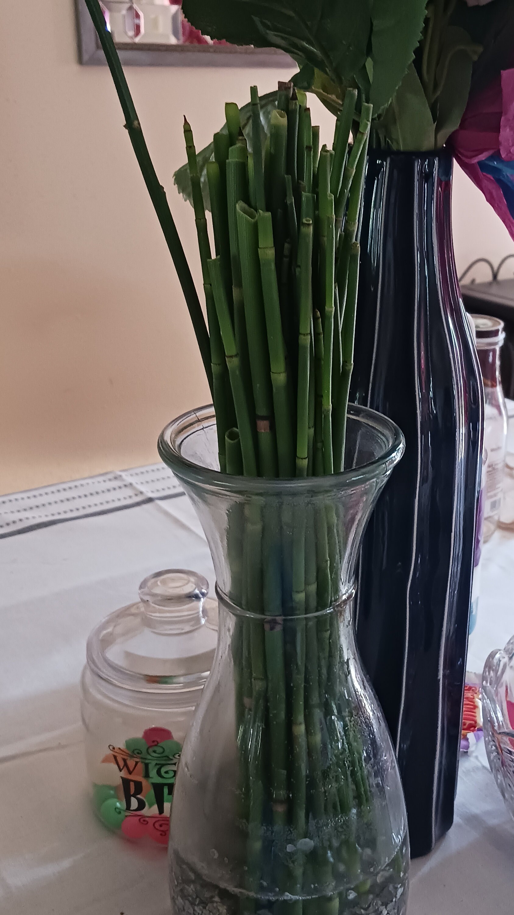 10 Stalksof 12" HORSETAIL Reed Plant Evergreen Perennial Deer Resistant ...