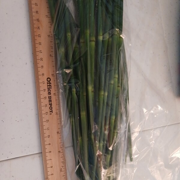 Horsetail Reed - Etsy