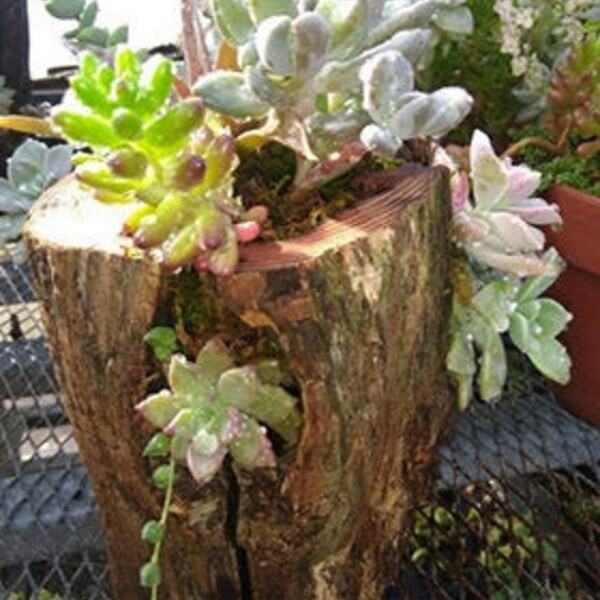 Log Planter - Etsy