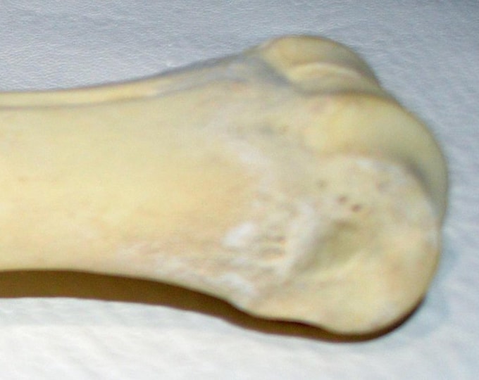 Elk Leg Bone - Etsy