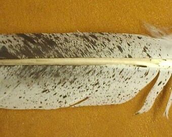 Eagle feather | Etsy