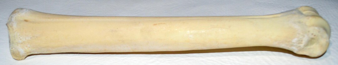 Elk Leg Bone - Etsy