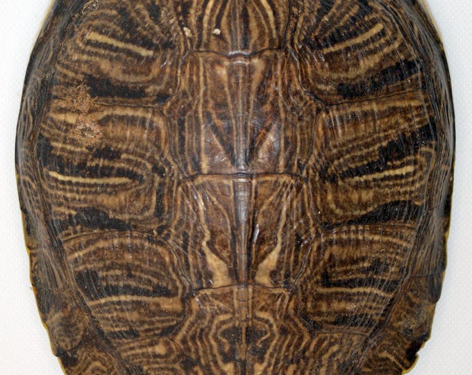 Baby Map Turtle Shells 2 3.5 Inch Sizes Available TU9 - Etsy