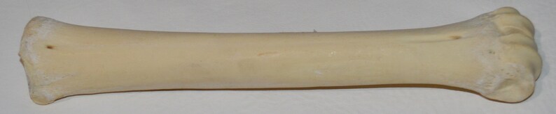 Elk Leg Bone | Etsy