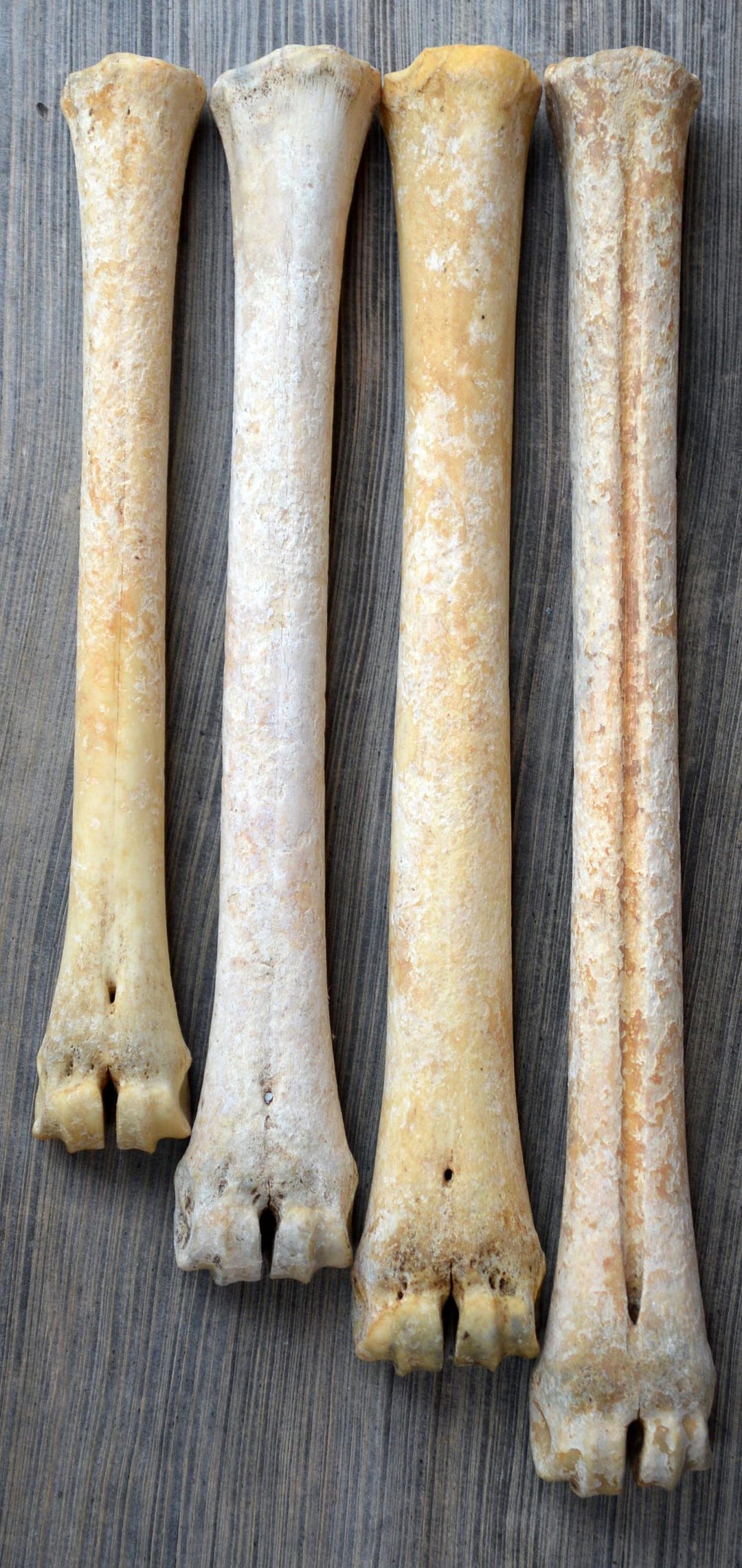 Real Deer Leg Bone - Etsy