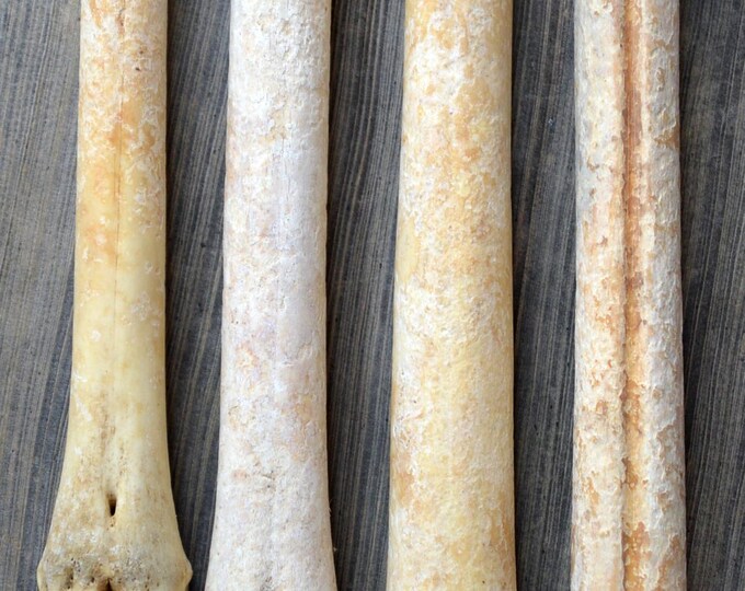 Real Deer Leg Bone - Etsy