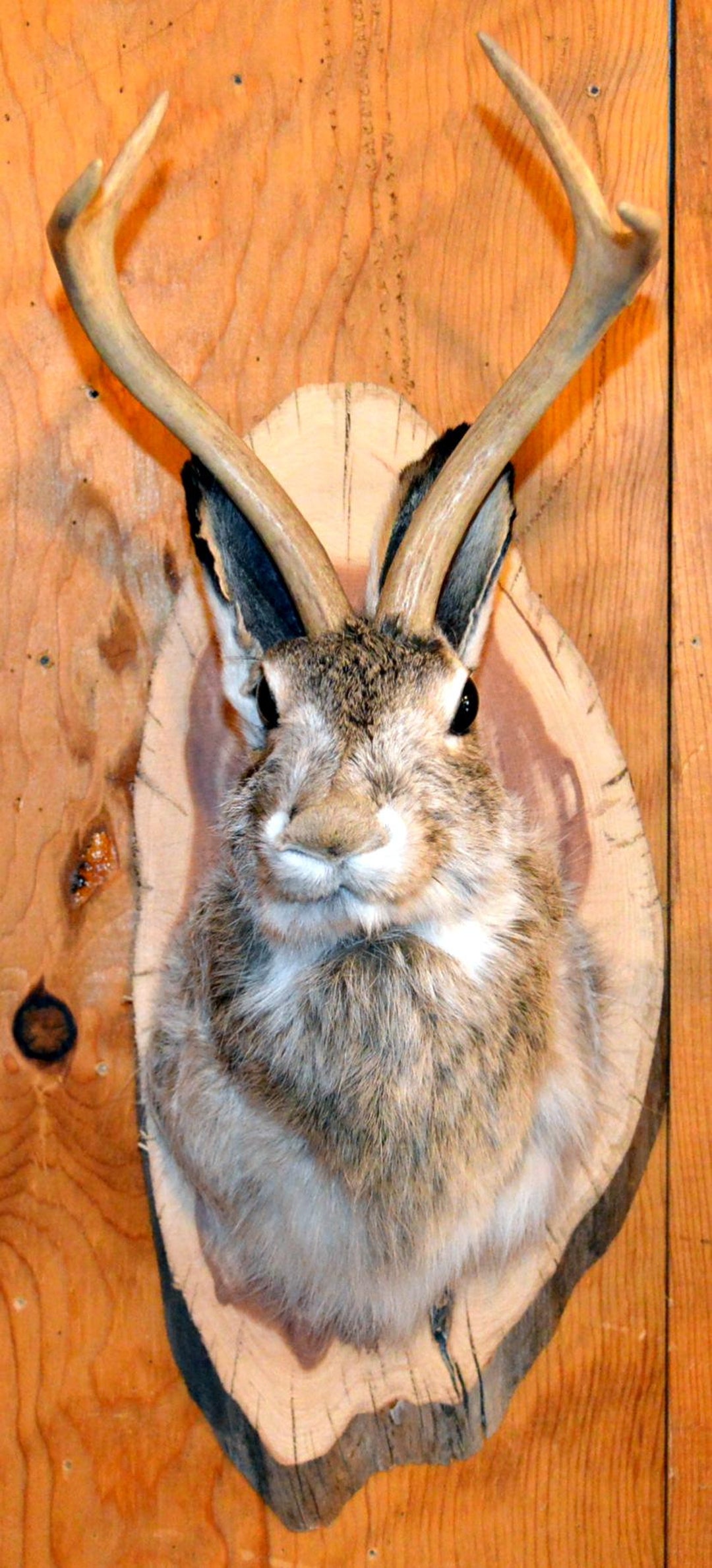 Jackalope Wall Mount With Free Shipping - Etsy