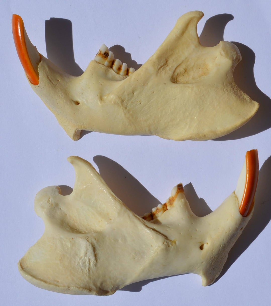 One Pair of Real Bone Beaver Jaws - Etsy