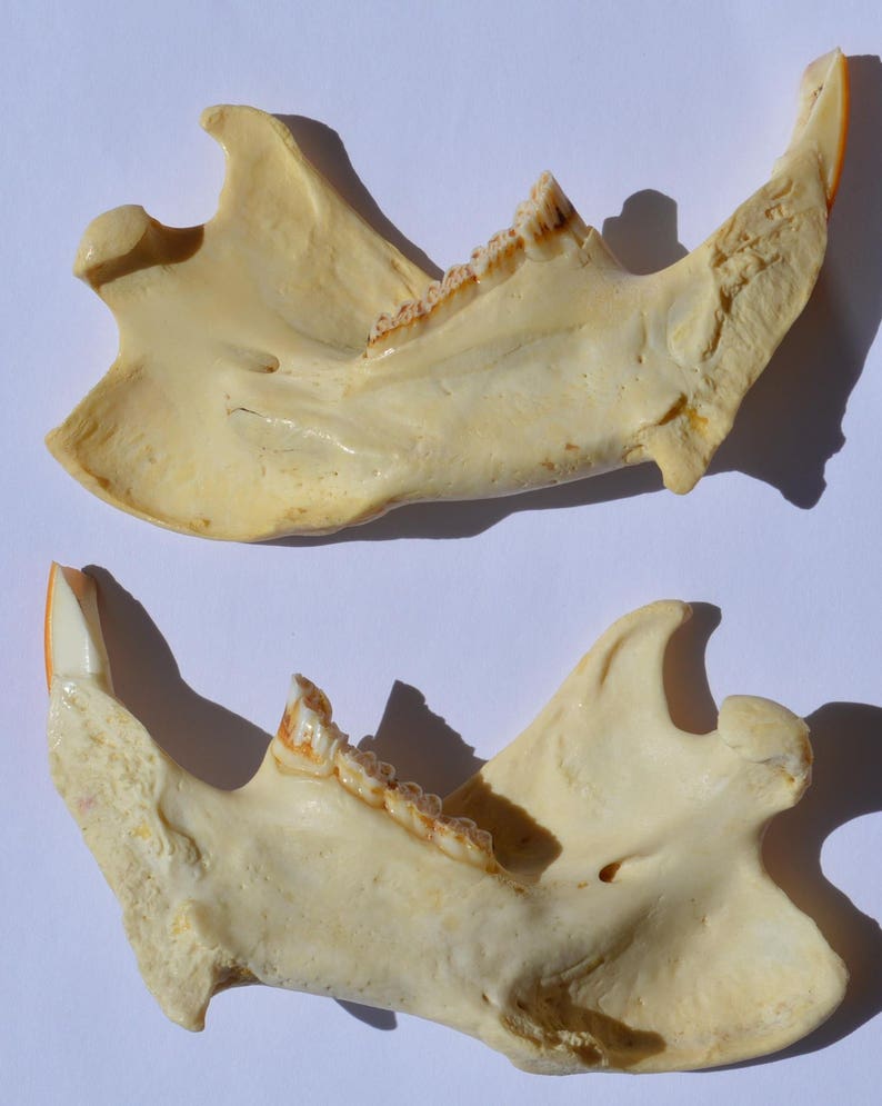 One Pair of Real Bone Beaver Jaws - Etsy