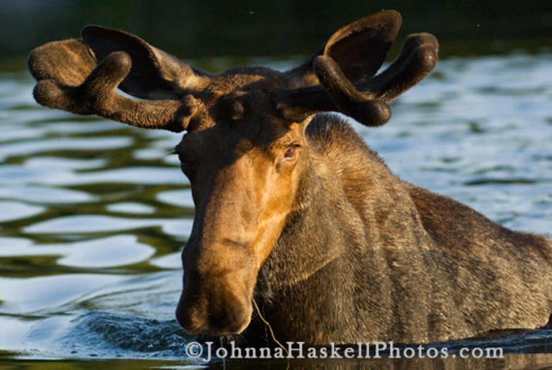 Moose Eyelashes- Barnboard Framed Fine Art Nature Willdlife Photography ...