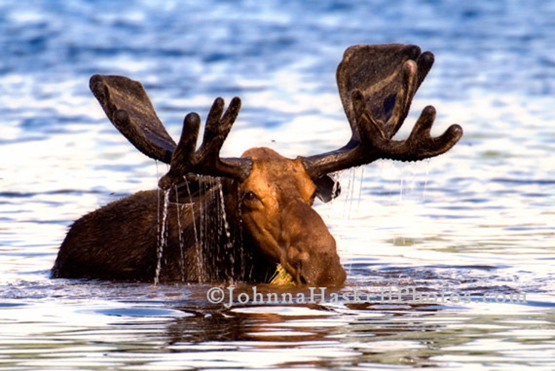 Moose Eyes Open Photo Fine Art Nature Willdlife Photography - Etsy UK