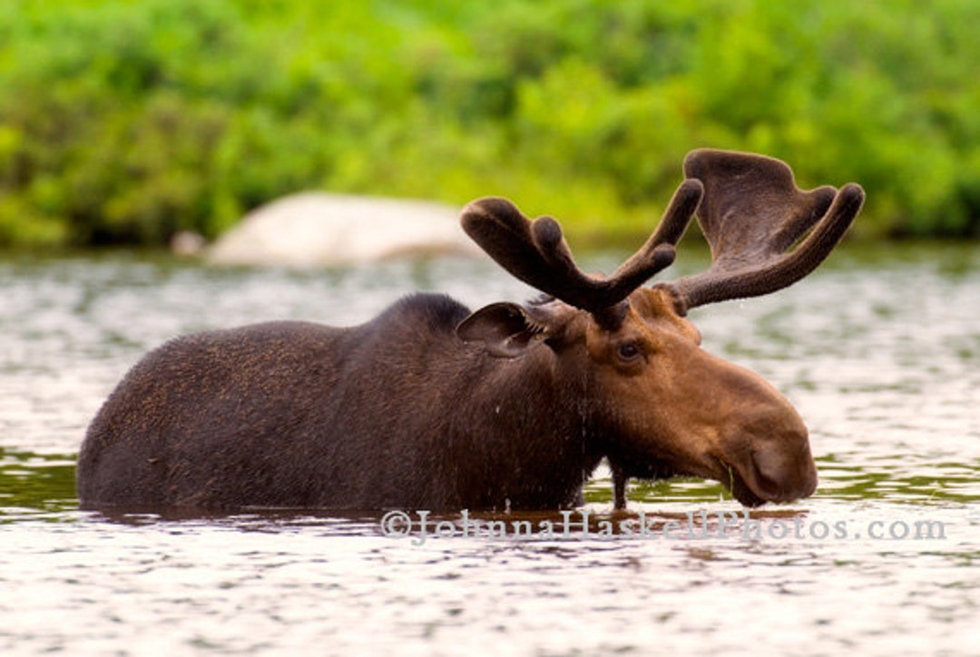 Moose Full Body- Fine Art Nature Willdlife Photography of Male Moose in ...