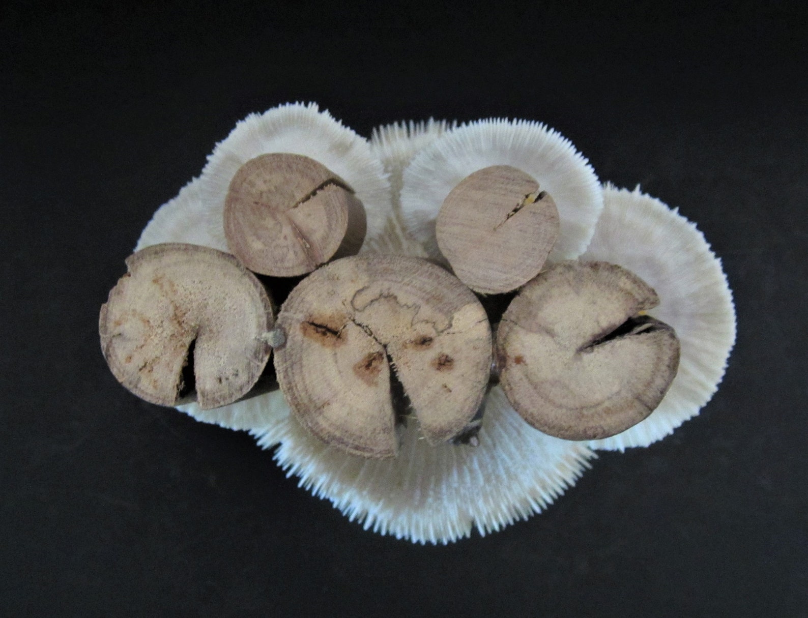 Vintage Natural Wood and Shell Mushroom Sculpture Retro | Etsy