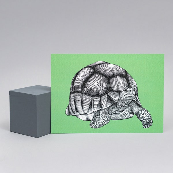Tortoise Gifts - 60+ Gift Ideas for 2023