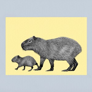 Capybara A4 Art Print // Capybara Wall Art, Capybara Gift, Pen and Ink ...