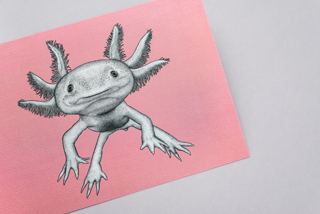 Axolotl A4 Art Print With Bold Pink Background // Axolotl Print ...