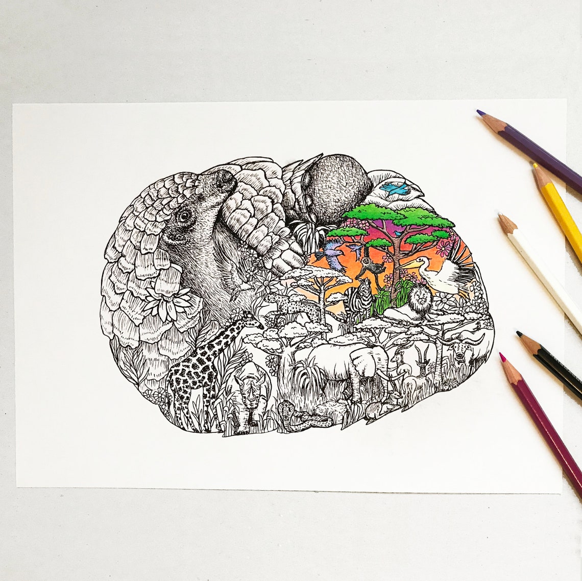 Pangolin Printable Colouring Page // A Detailed African - Etsy