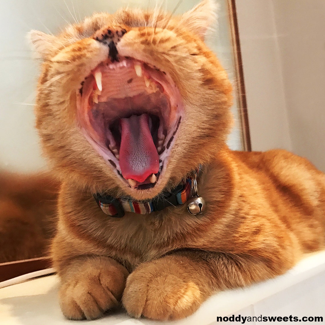 Noddy & Sweets Adjustable Cat Collar With Bell and Charm - Etsy