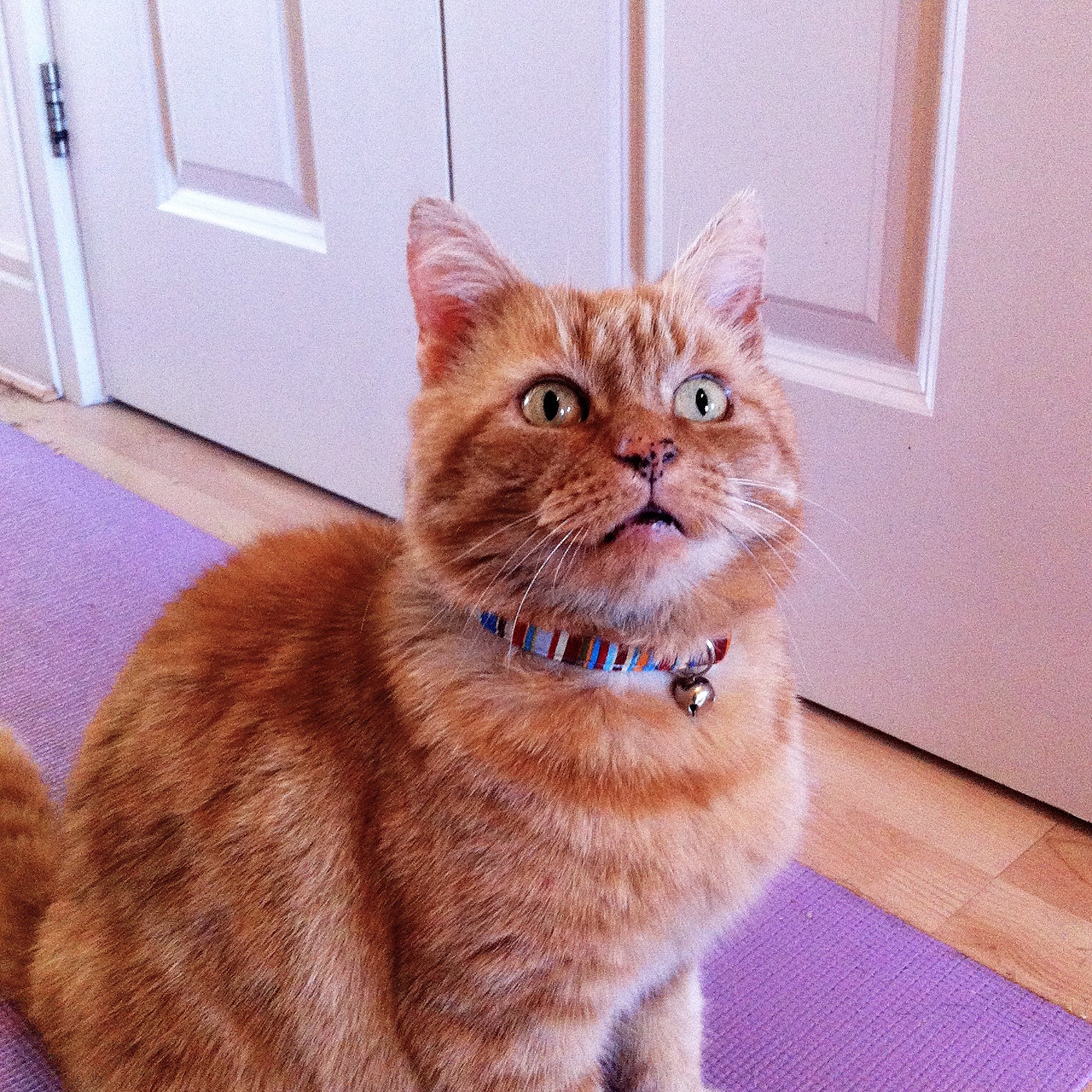 Noddy & Sweets Adjustable Cat Collar With Bell and Charm - Etsy