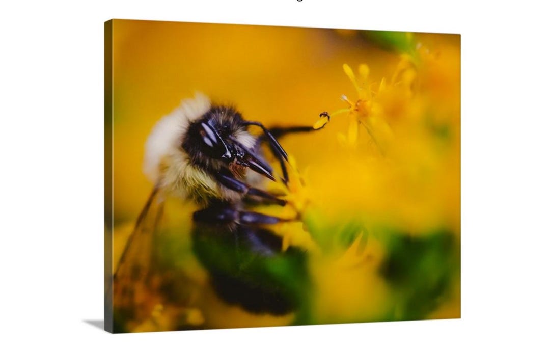 Bee Paw Canvas 16x20 Inches, Large Wall Art, Ready to Hang Art, Large ...