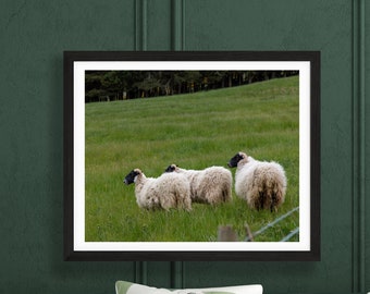 Sheep Inverness Scotland Wall Art Photograph - Etsy