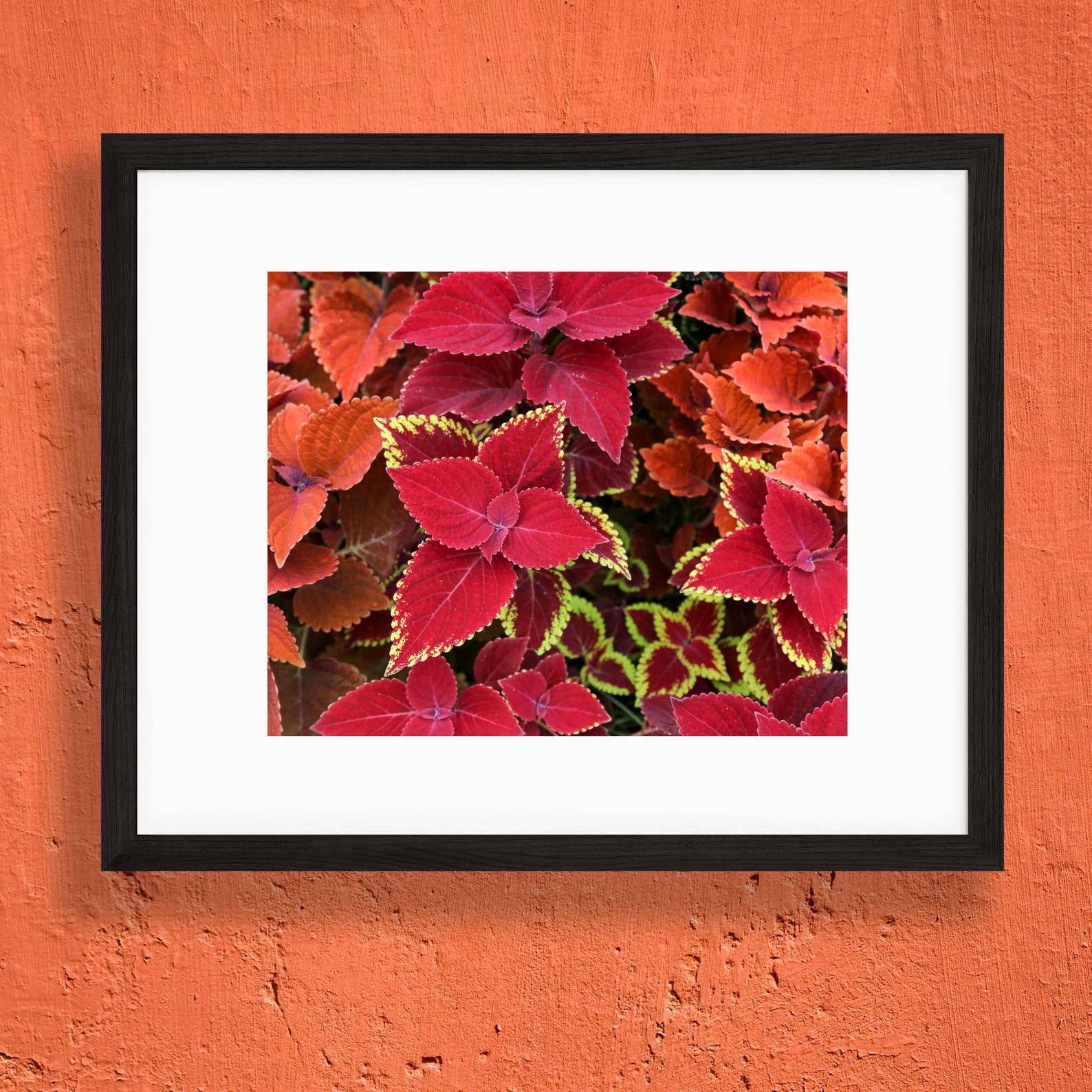 Coleus Print Nature Photography Plant Wall Art Autumn Colours, Buffalo ...