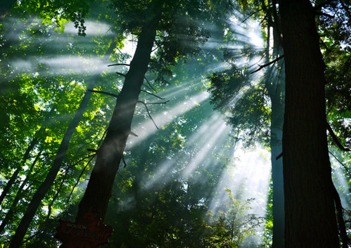 Sun Rays Photography - Camping Print - Morning Sun Rays Through Trees ...