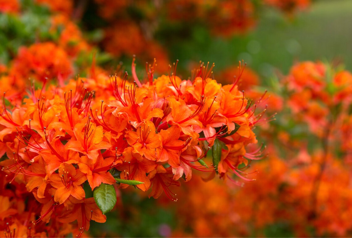 Orange Rhododendrons in Bloom Photography Print Flower Photography - Etsy