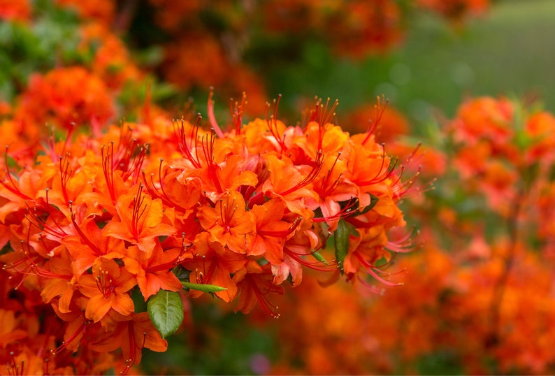 Orange Rhododendrons in Bloom Photography Print Flower Photography - Etsy