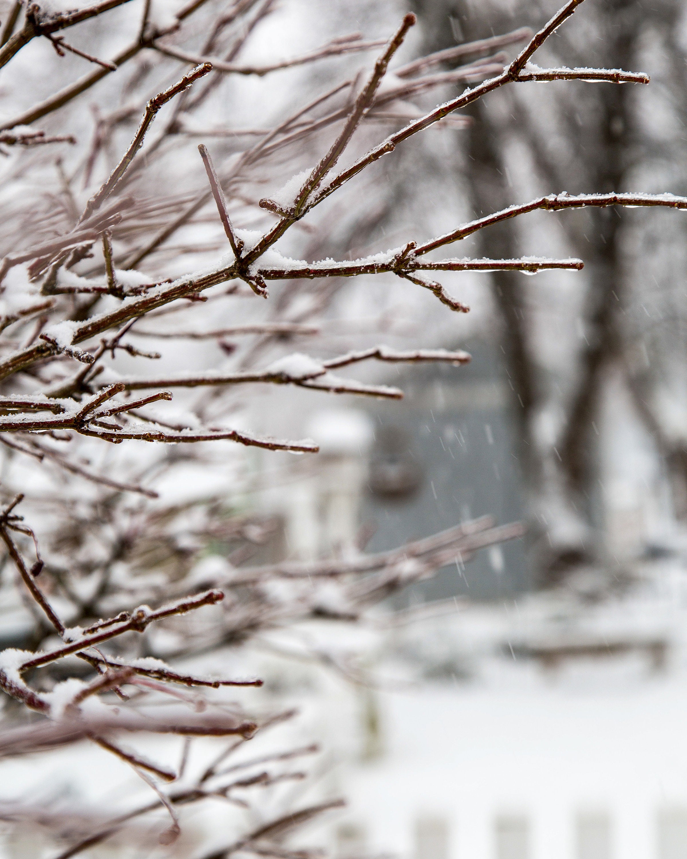 Snow Falling on Branches Print Winter Photography Western - Etsy
