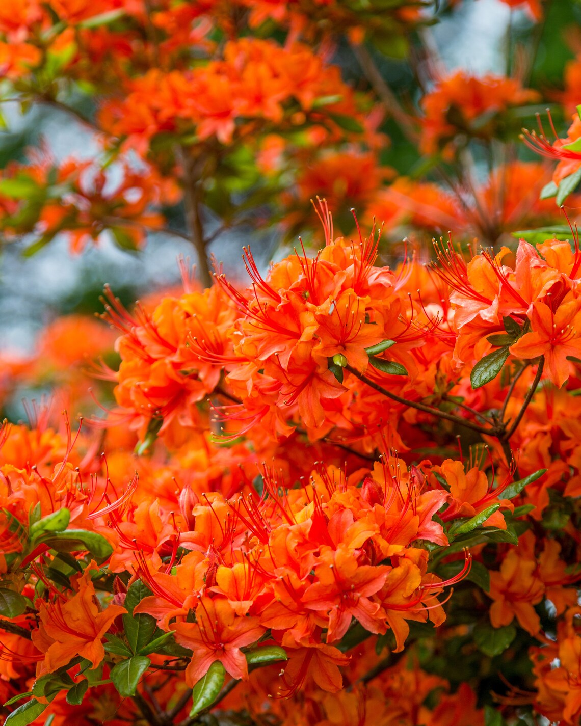 Orange Rhododendrons in Bloom Flower Photography Orange Flower Print - Etsy