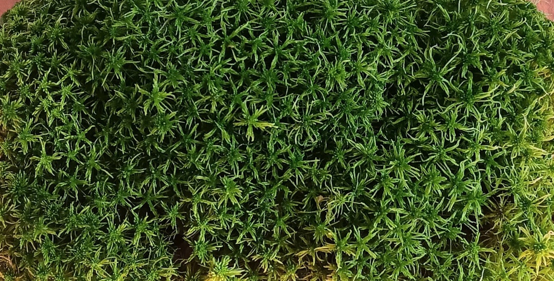 1 Quart Live Green Crisp Sphagnum Moss Maine Fresh Nepenthes Terrariums ...