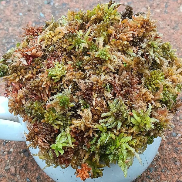 Bonsai Terrarium - Etsy