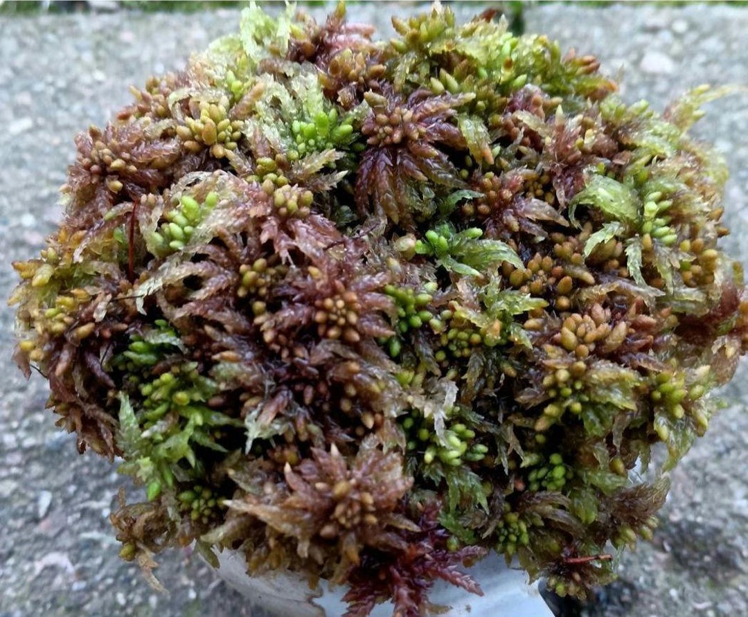 Live Sphagnum Moss Green Plum Fuzzy Maine Fresh Cleaned - Etsy