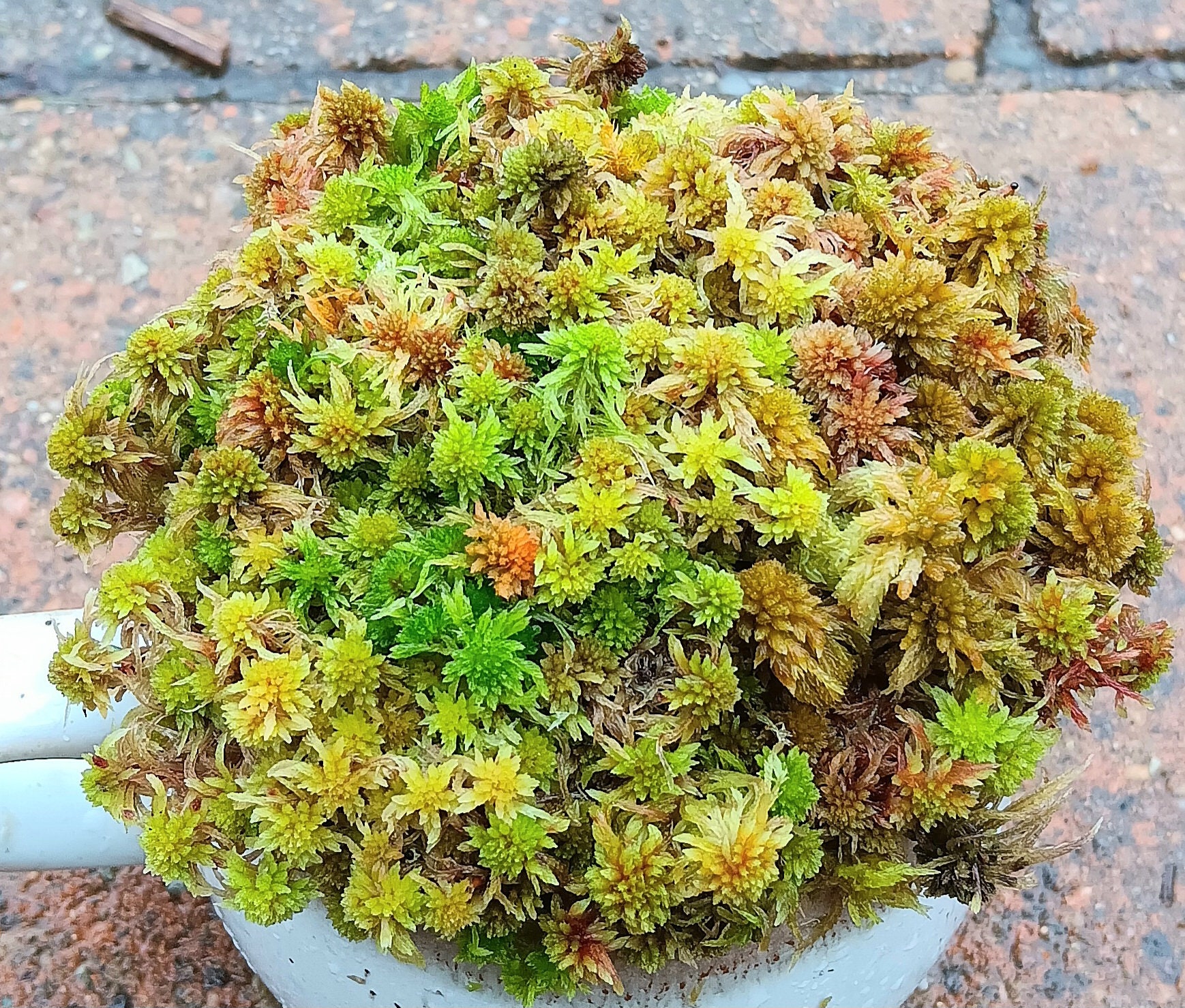 Live Sphagnum Moss Color Mix Crisp Maine Fresh Cleaned - Etsy