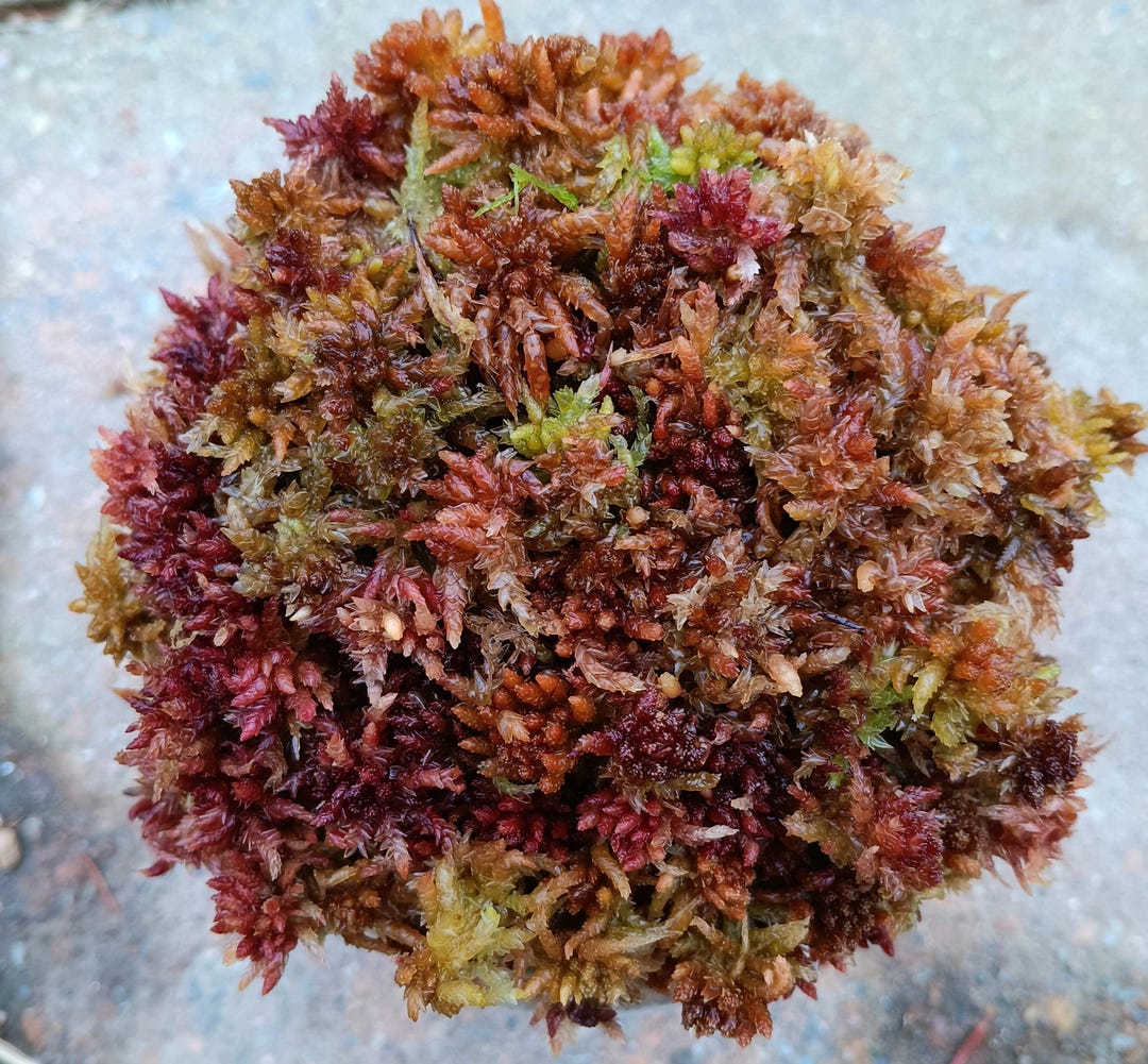 Live Sphagnum Moss Fall Colors Fuzzy Maine Fresh Cleaned - Etsy