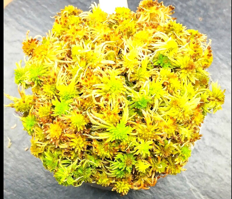 Live Sphagnum Moss Lime Spice Crisp Maine Fresh Cleaned - Etsy