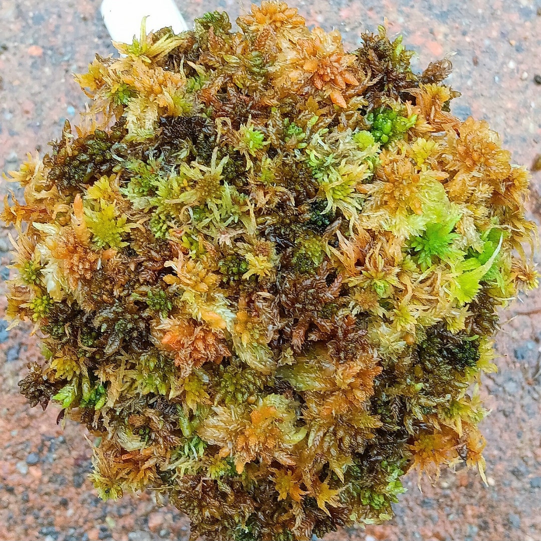 Live Sphagnum Moss Fall Fruit Fuzzy Maine Fresh Cleaned Bonsai ...
