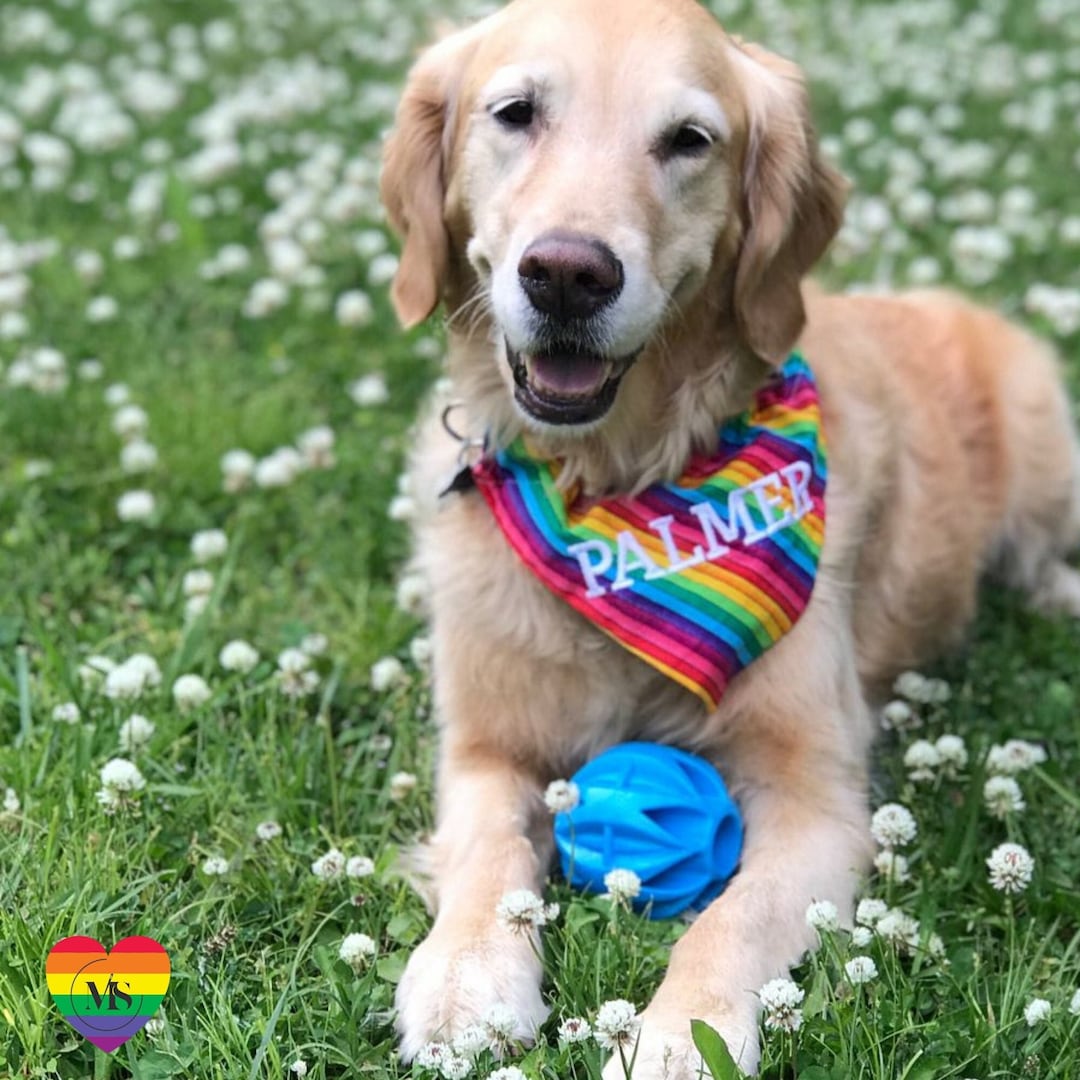 LGBTQ+ Custom Pride Pet Bandanas (for Medium and Large-sized Dogs) - Etsy