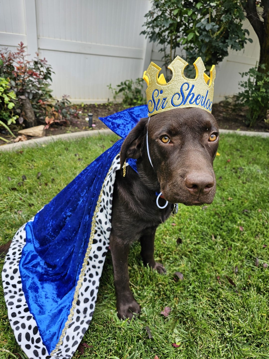 Regal Dog King Cape and Crown Set - Fit for Royalty! - Etsy
