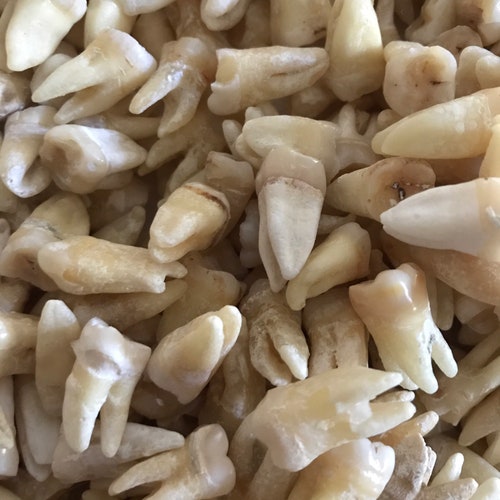 10 CRACKED AND BROKEN Real Human Teeth Shards Molars - Etsy