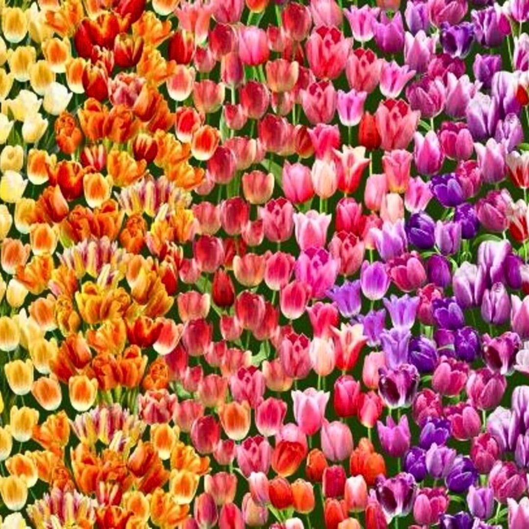 Tulip Fabric, Tulip Fields in Holland, Spring in Delft by Michael ...