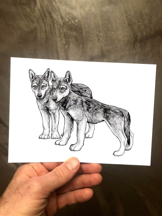 Baby Wolf Drawing